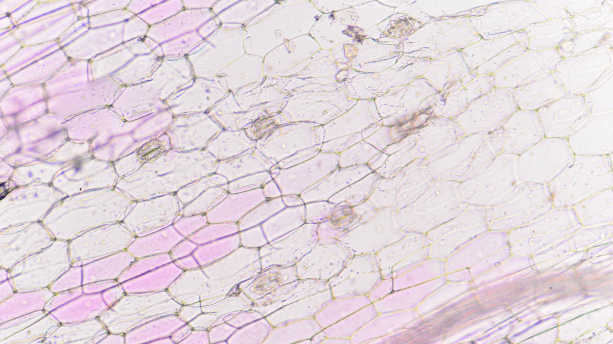 Cellular Turnover and Collagen: What’s the Connection? – QYRAL